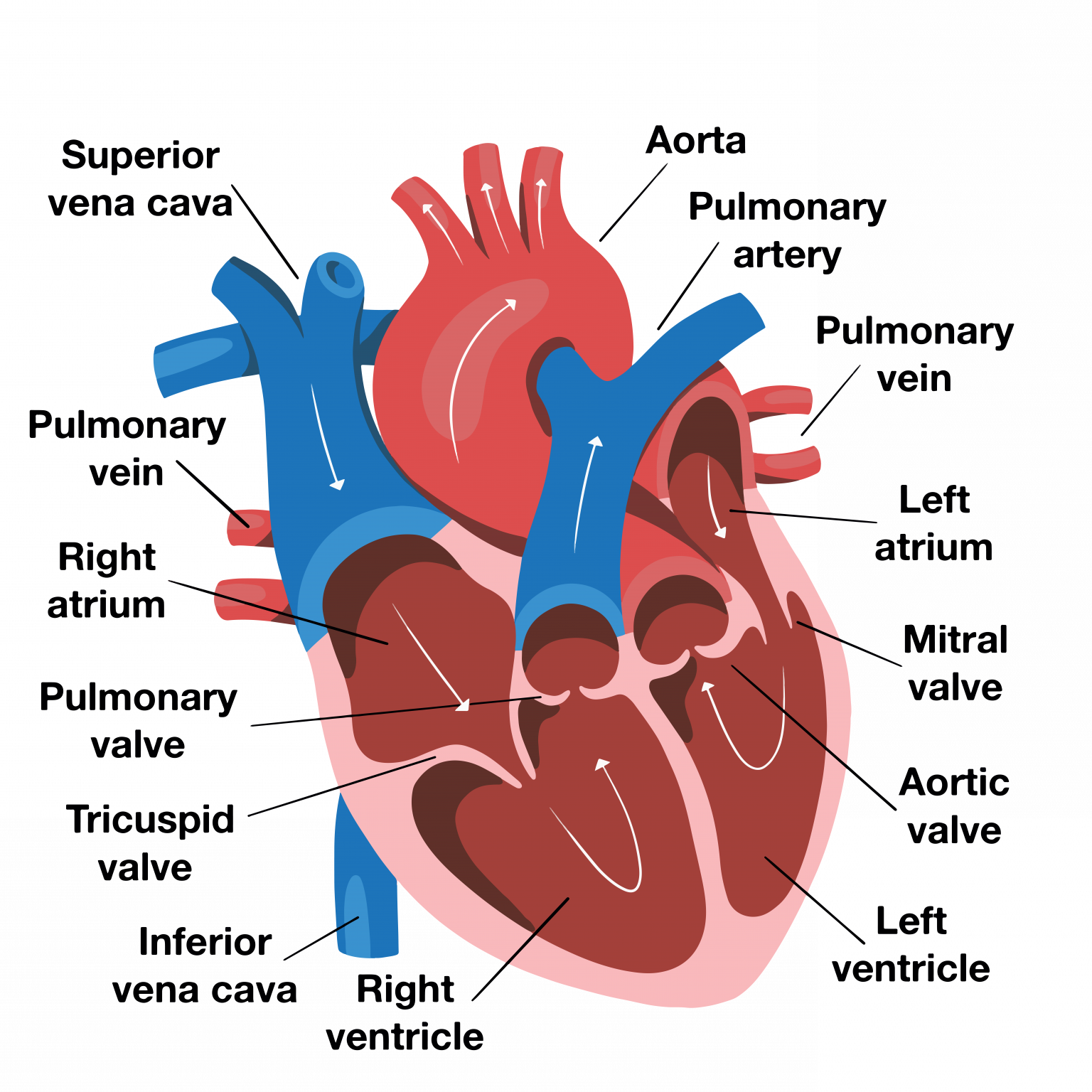 The Treatment of Atrial Fibrillation with Parylene-Protected Pulsed ...